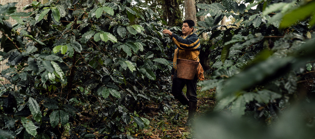 Wolstton Coffee – Morning